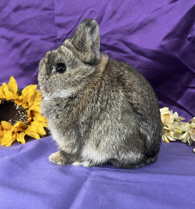 Netherland Dwarf Bucks