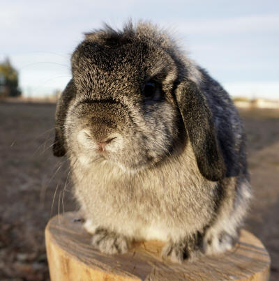 Holland Lop Does