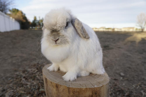 Holland Lop Does