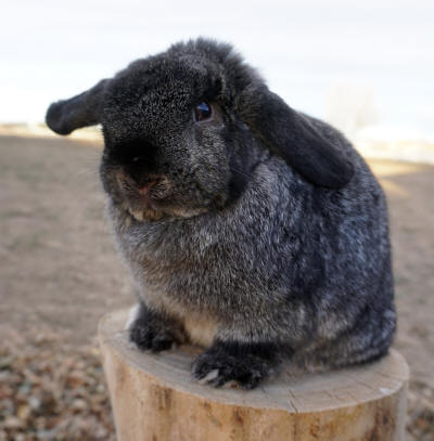 Holland Lop Does