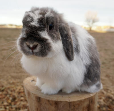 Holland Lop Does